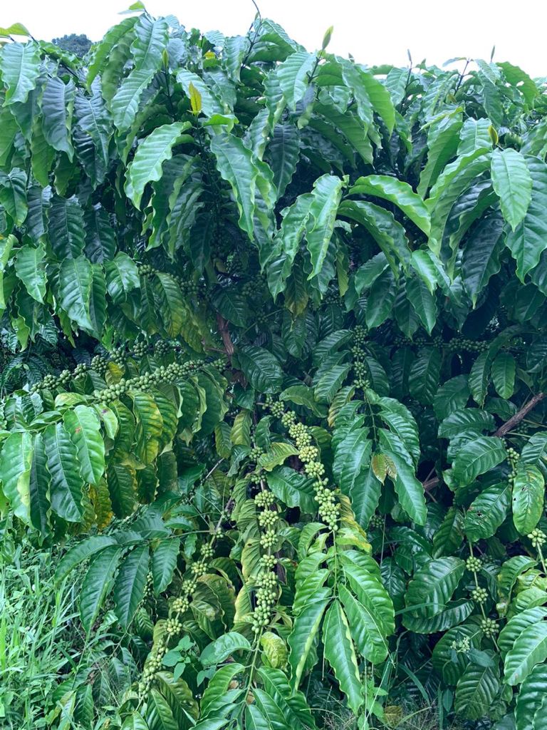 Robusta Coffee Tree