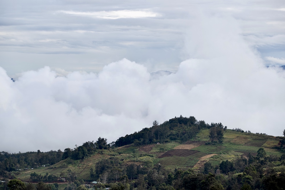 Sign Up For Papua New Guinea Fresh Crop Samples sign-up-for-papua-new-guinea-fresh-crop-samples