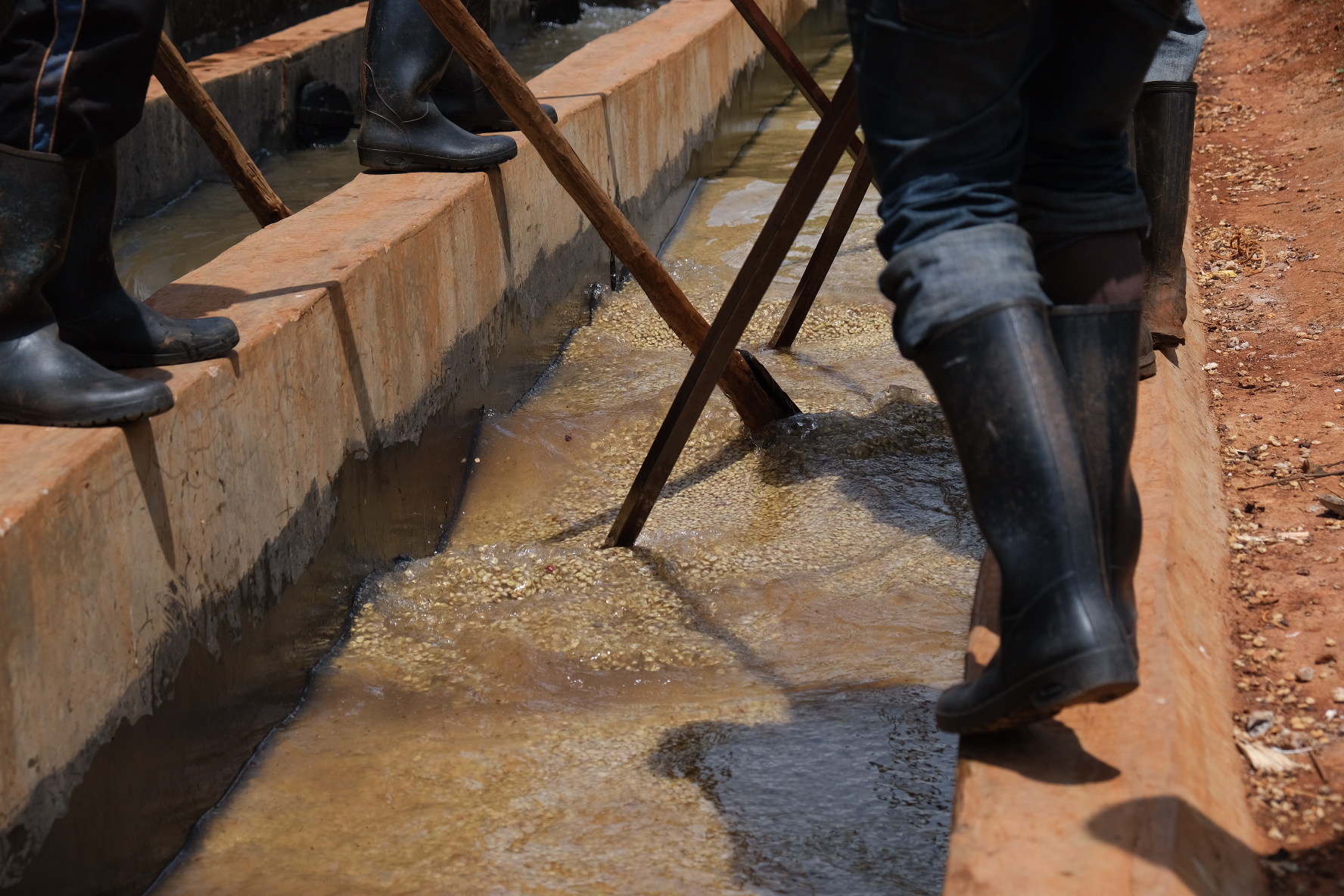 InterAmerican Coffee - Kenya Ndogo