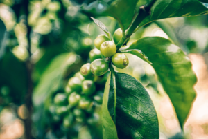 InterAmerican Coffee | Specialty Green Coffee Importers